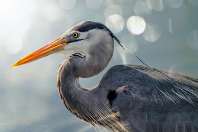 Event Calendar - Brevard Cultural Alliance